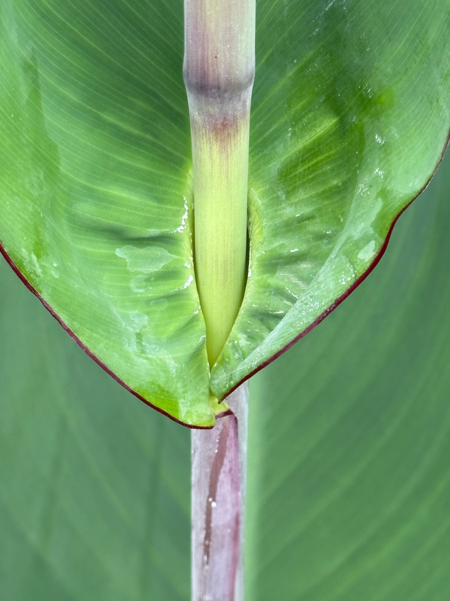 Frederika Adam – Grenada Venice